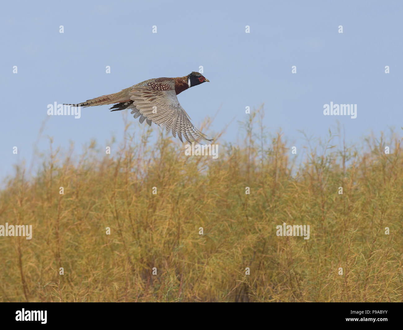 Flying Rooster Pheasant Stock Photo - Alamy