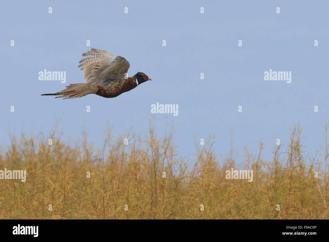 Flying Rooster Pheasant Stock Photo - Alamy