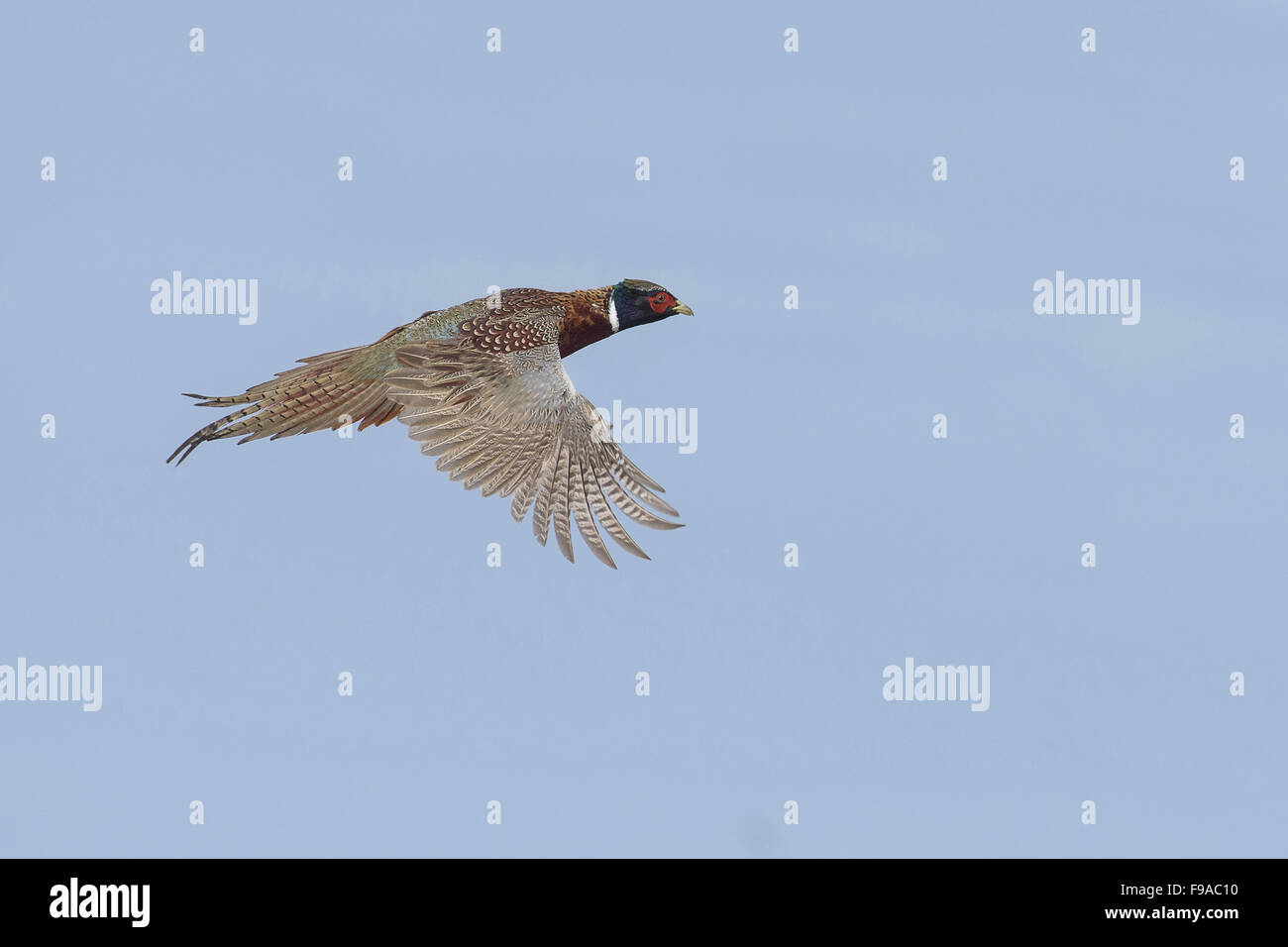 Flying Rooster Pheasant Stock Photo - Alamy