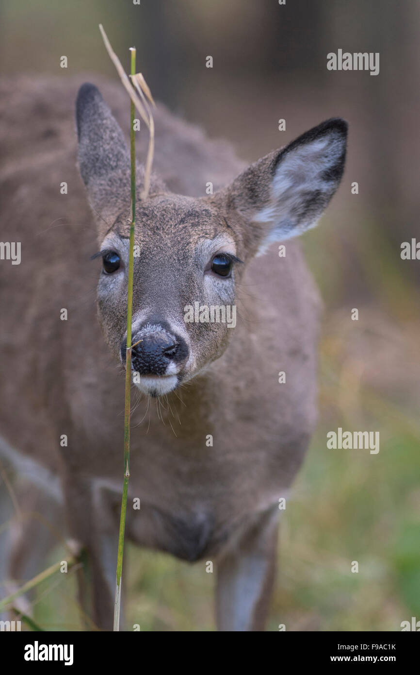Whitetailed doe hi-res stock photography and images - Alamy