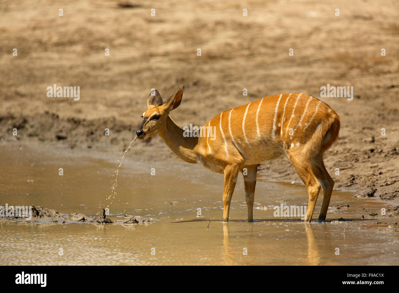 Female impala drinking water from a watering hole, Mana Pools, Zimbabwe ...