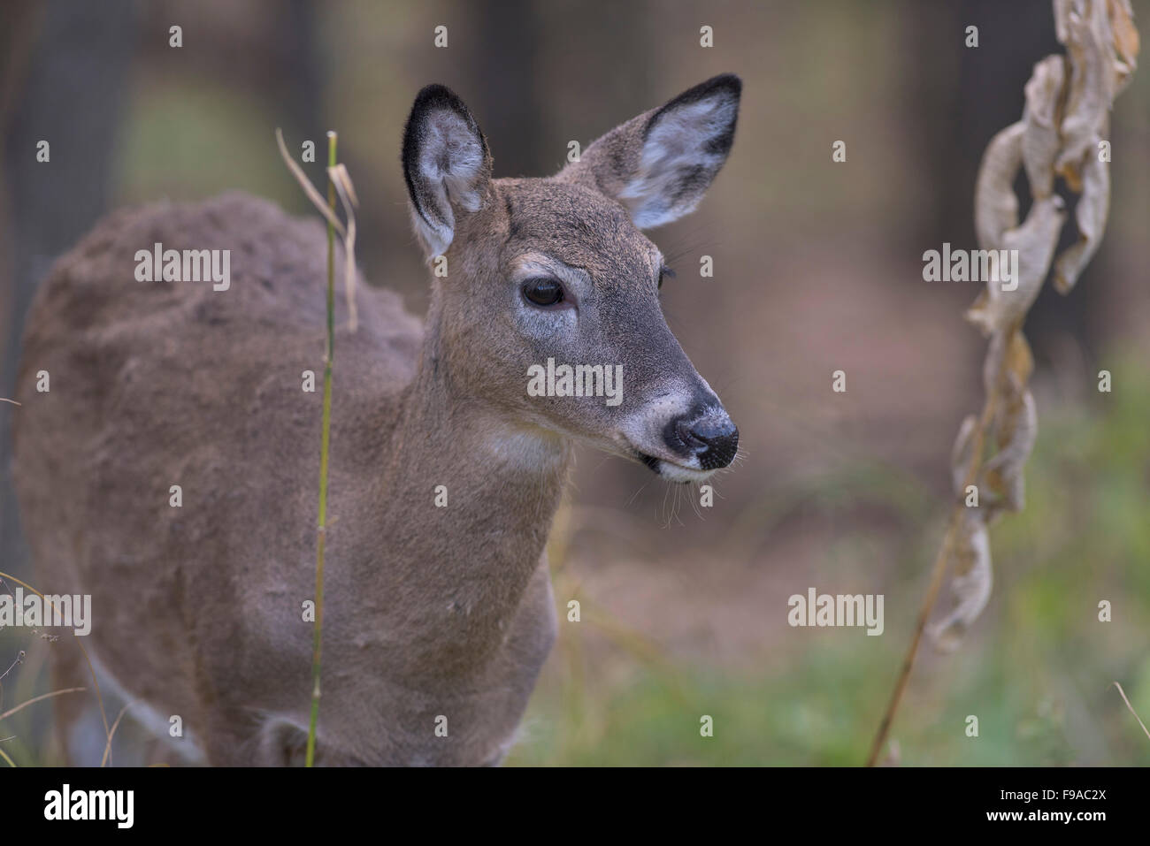A whitetail doe on a late autumn day Stock Photo - Alamy