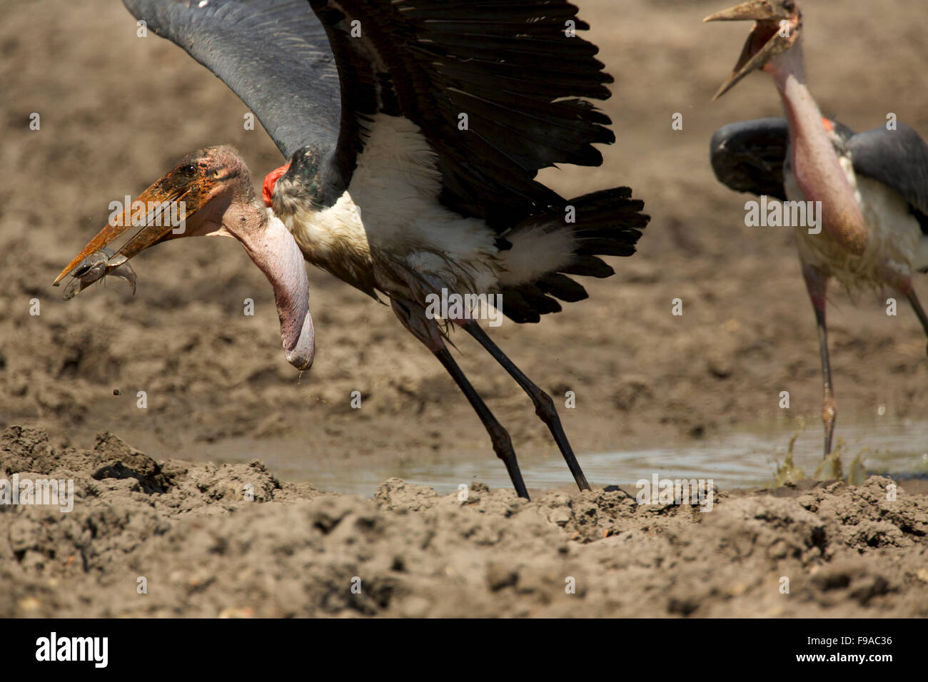 Marabou stork taking flight, Mana Pool, Zimbabwe Stock Photo - Alamy