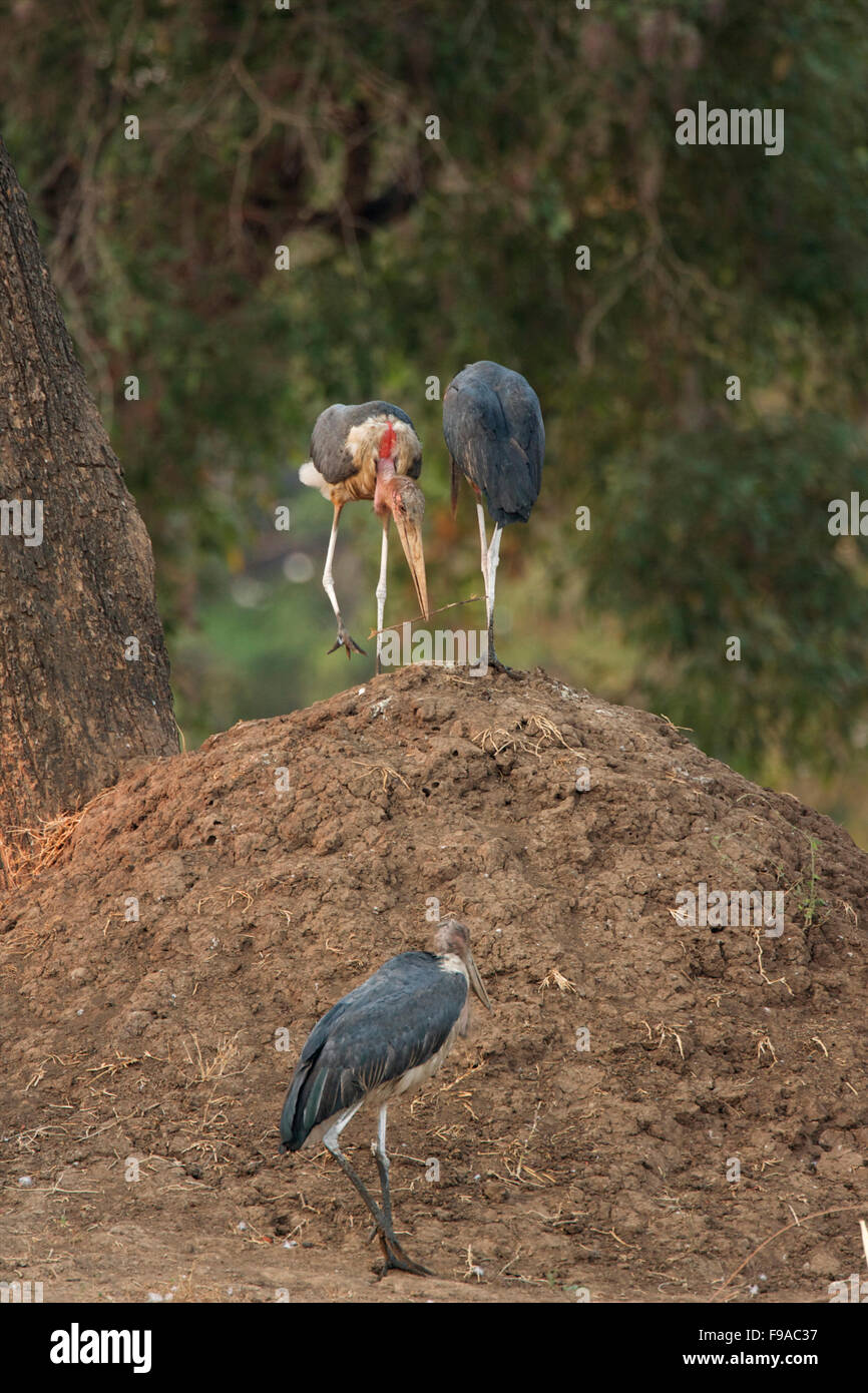 Marabou storks, Mana Pool, Zimbabwe Stock Photo - Alamy