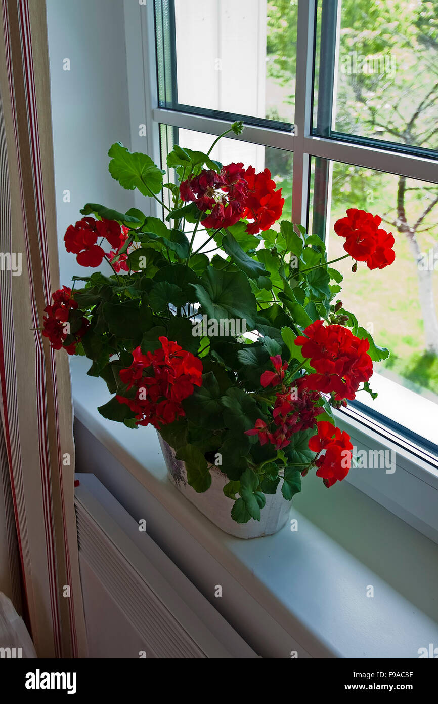 The red blooming geraniums on the windowsill facing sunny day Stock ...