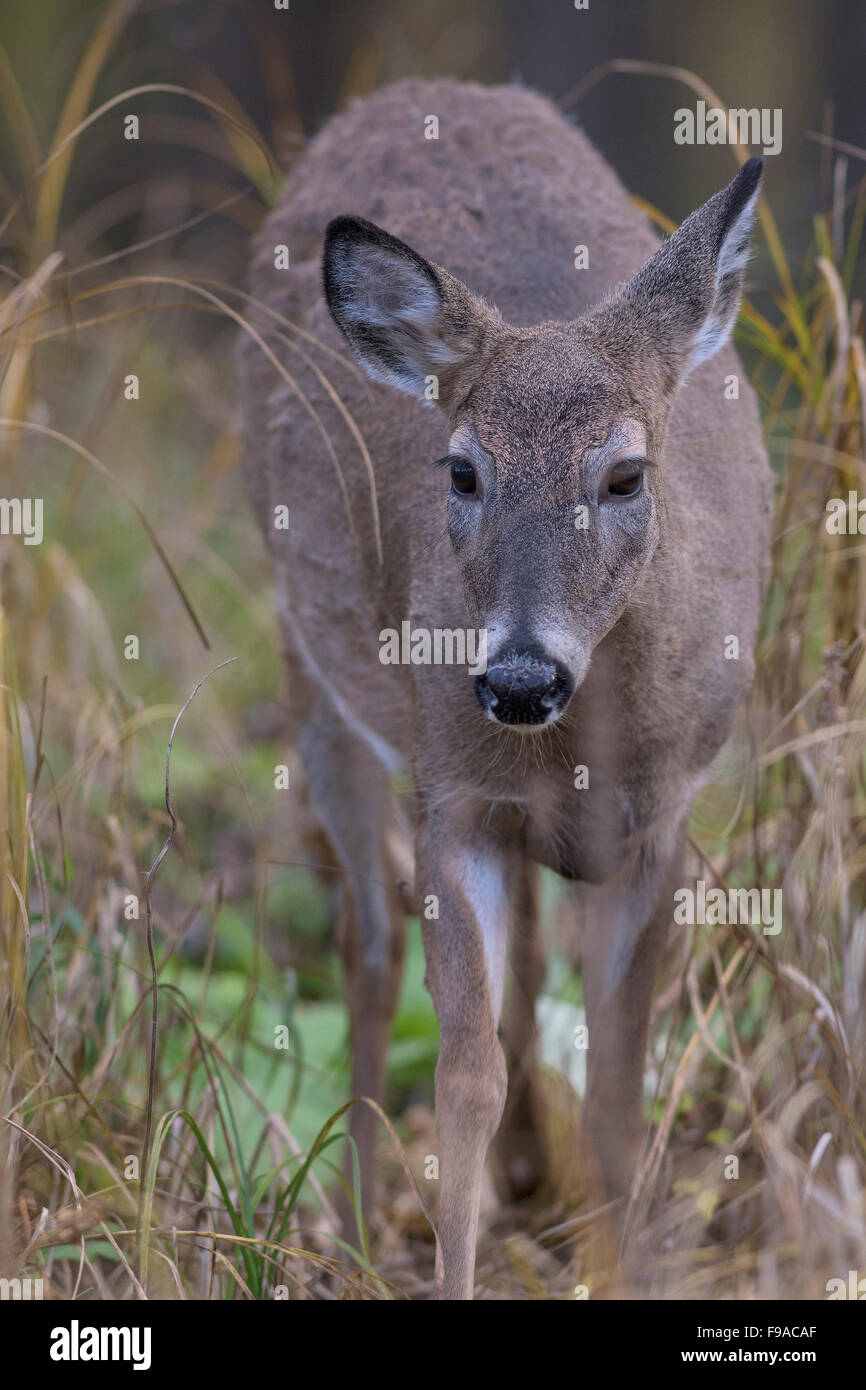 A whitetail doe on a late autumn day Stock Photo - Alamy