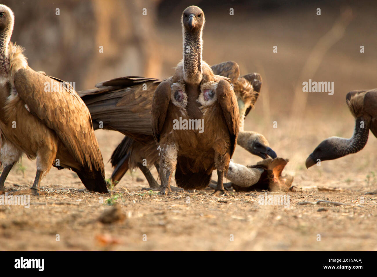 Vultures eating carcass hi-res stock photography and images - Alamy