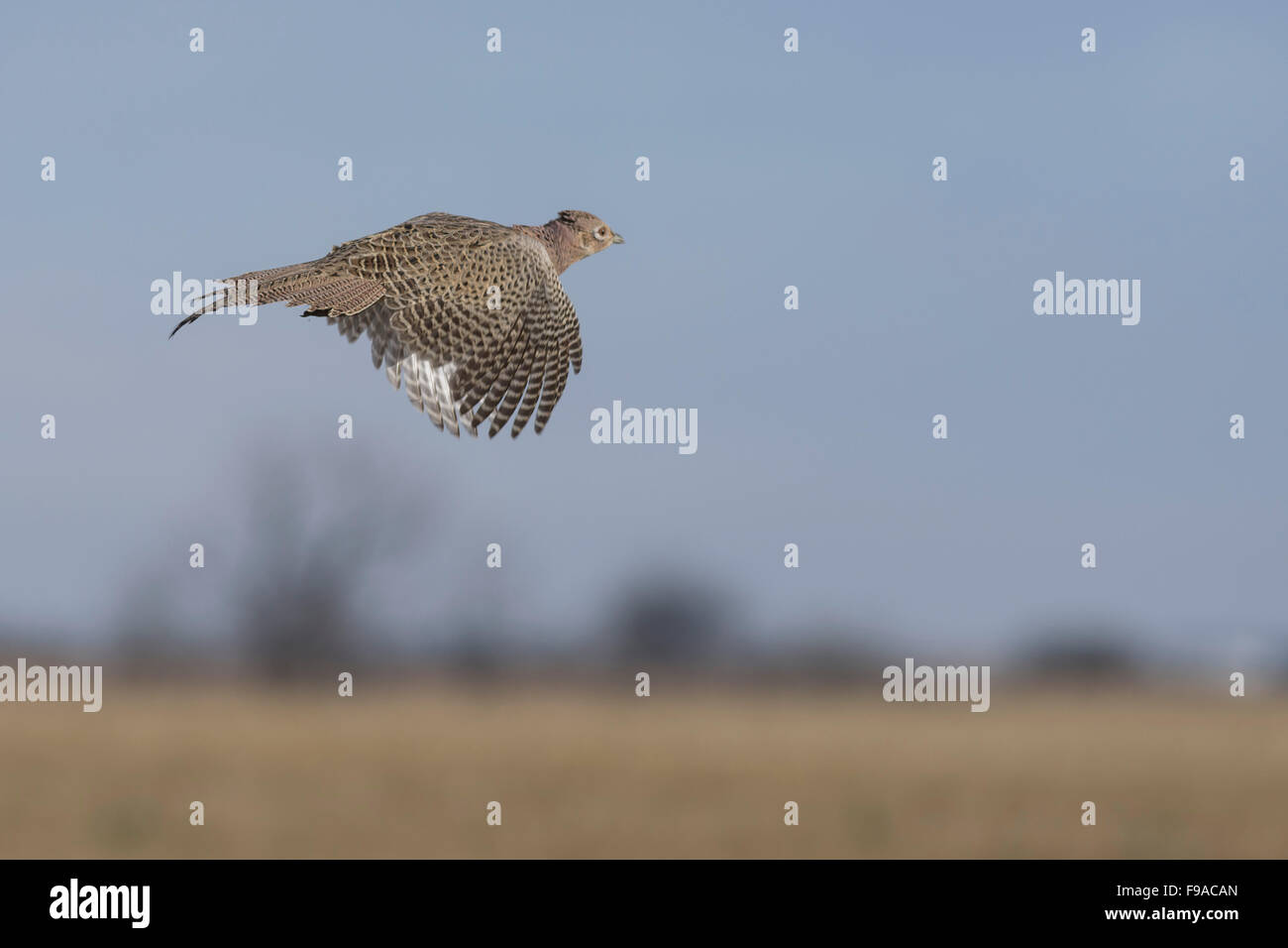 A flying hen pheasant over the North Dakota Prairie Stock Photo - Alamy