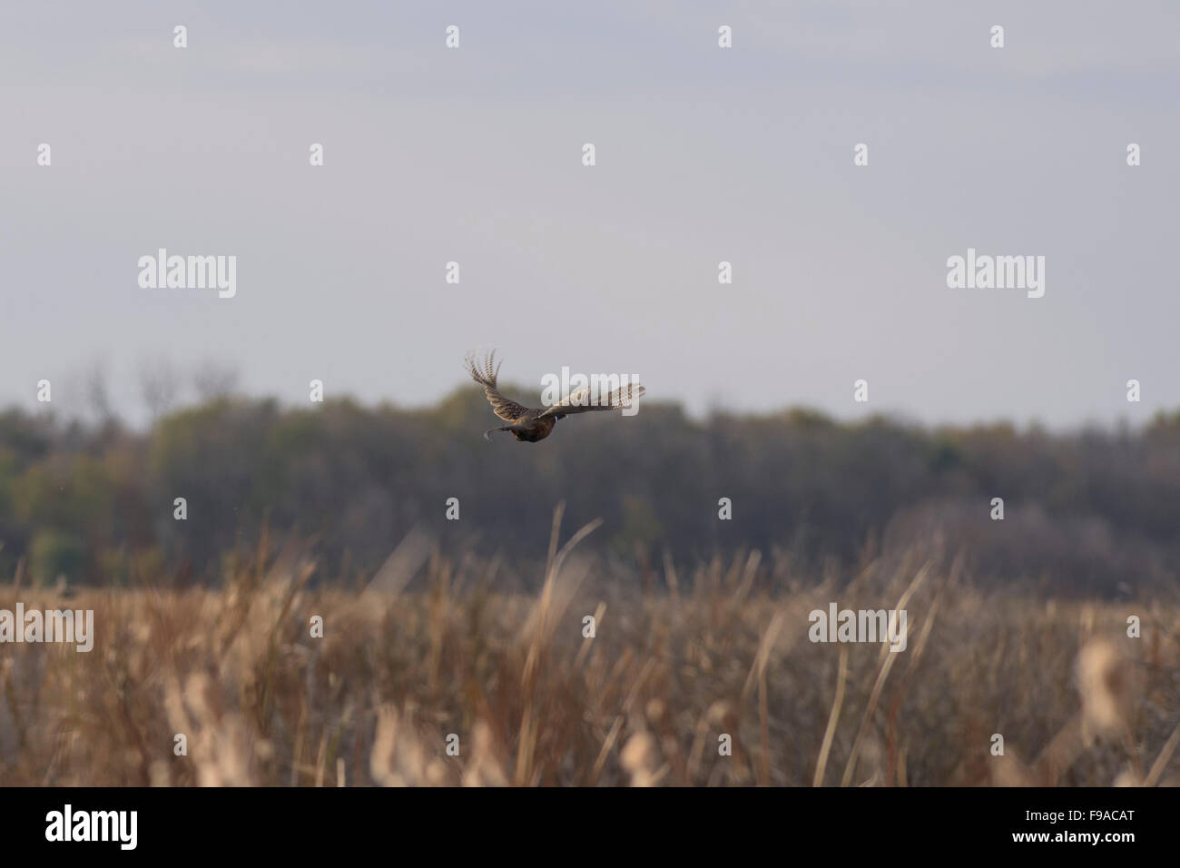 Flying Rooster Pheasant Stock Photo - Alamy