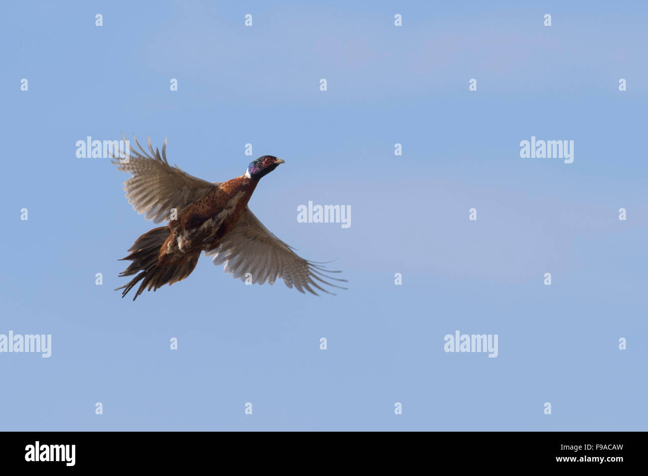 Flying Rooster Pheasant Stock Photo - Alamy