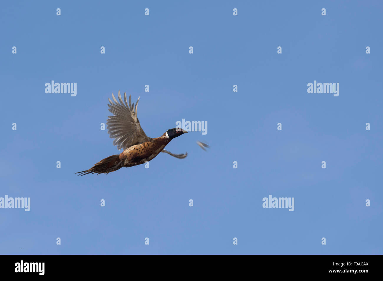 Flying Rooster Pheasant Stock Photo - Alamy