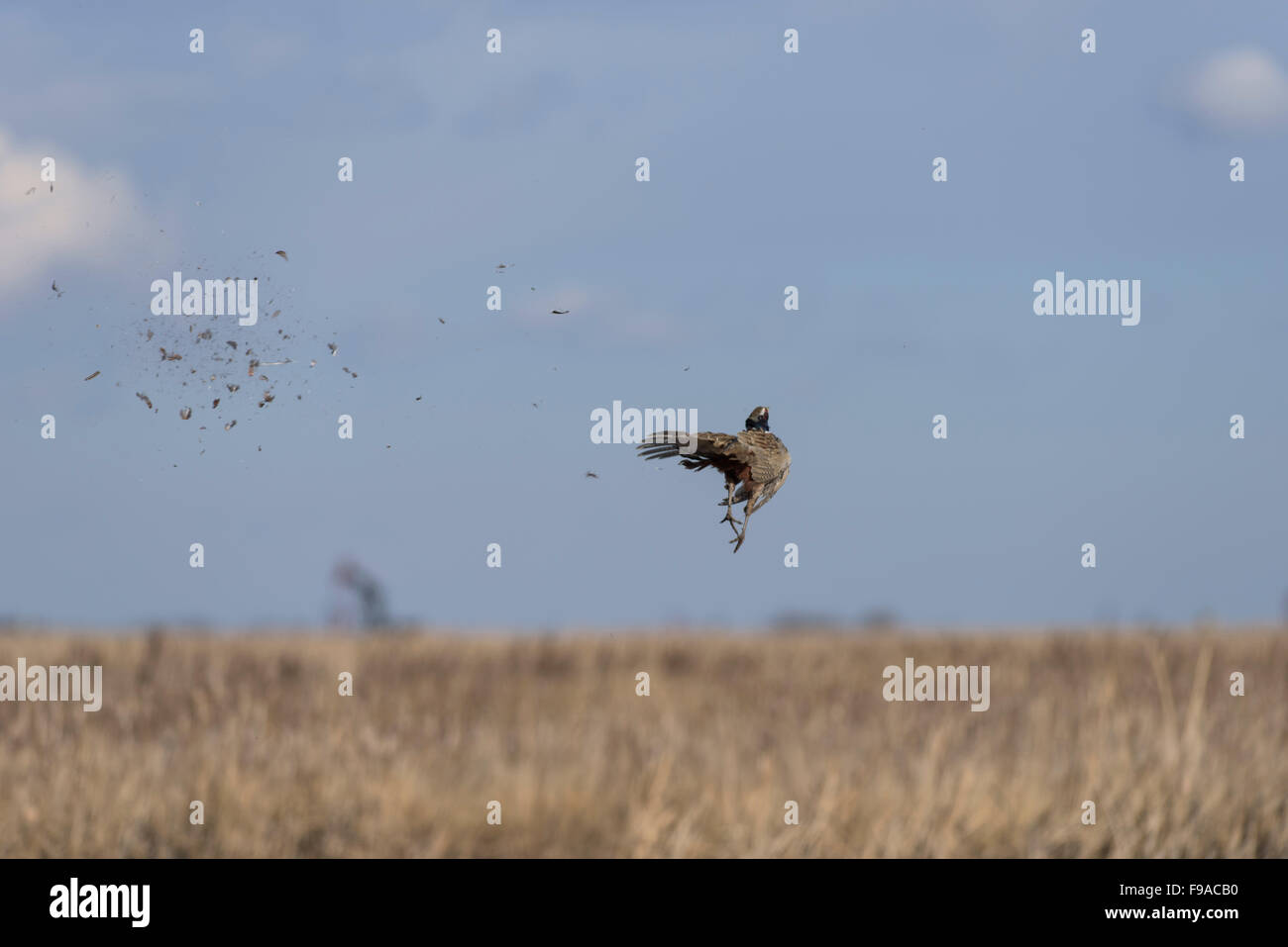 A rooster pheasant being shot during a pheasant hunt Stock Photo - Alamy