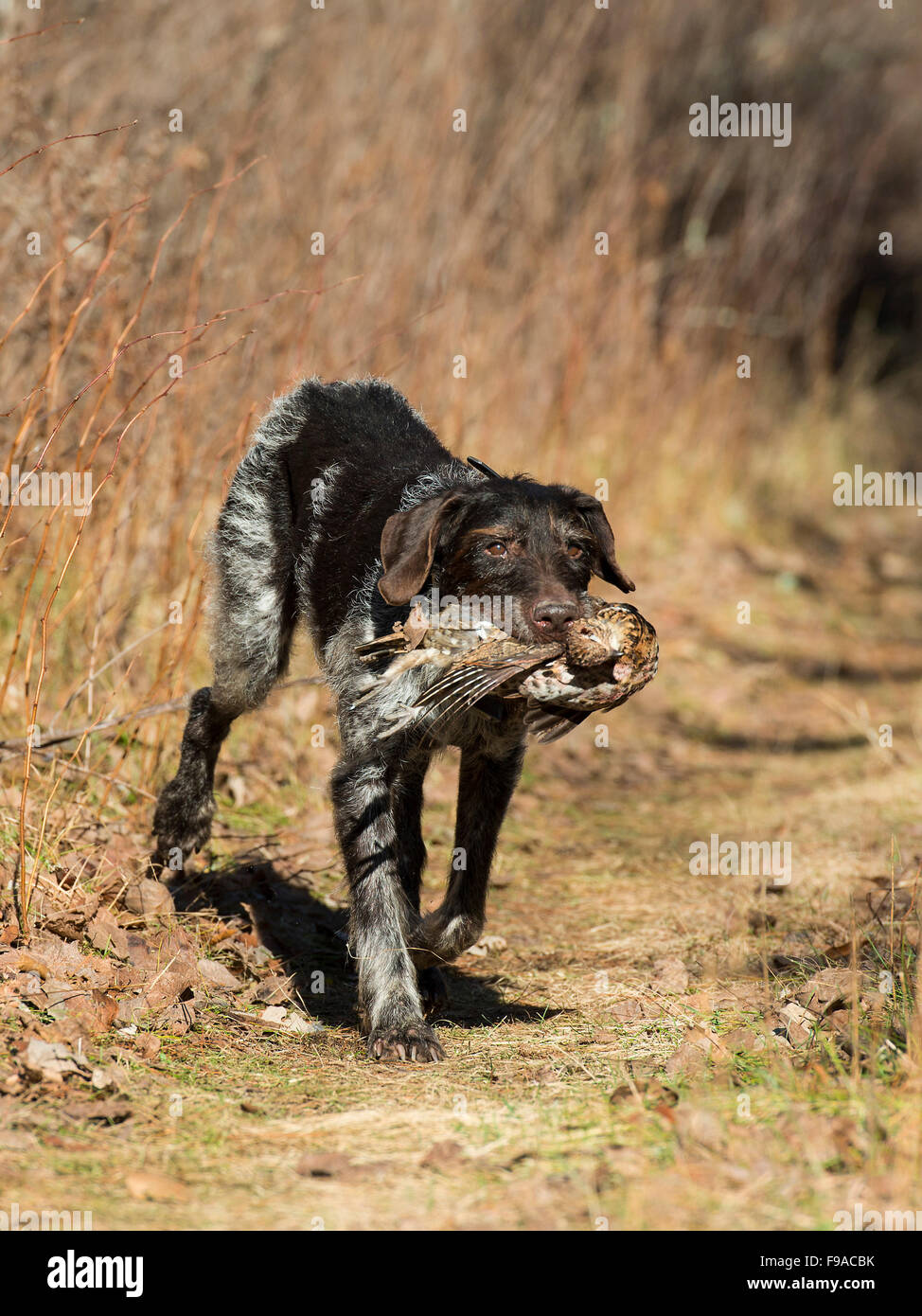 A hunting dog retrieving a Ruffed Grouse Stock Photo - Alamy
