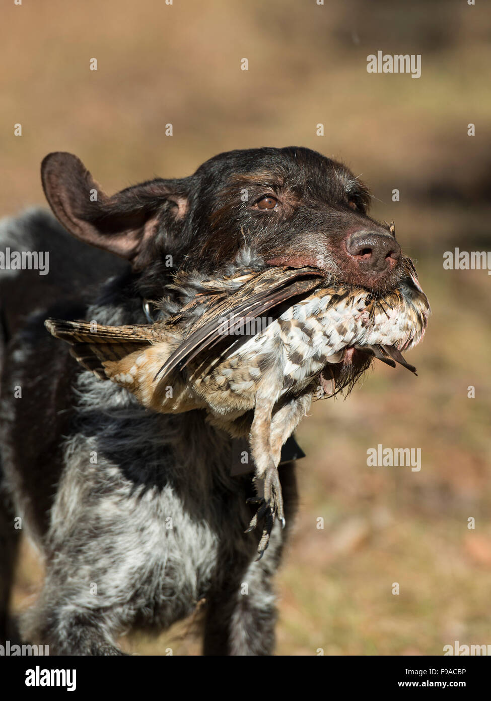 A hunting dog retrieving a Ruffed Grouse Stock Photo - Alamy