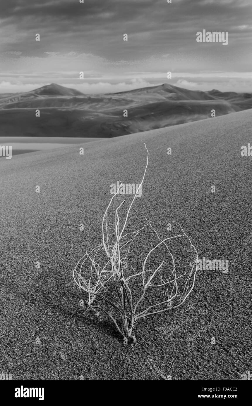 Black and white of a dry tumbleweed along the vast expanse of a sand ...