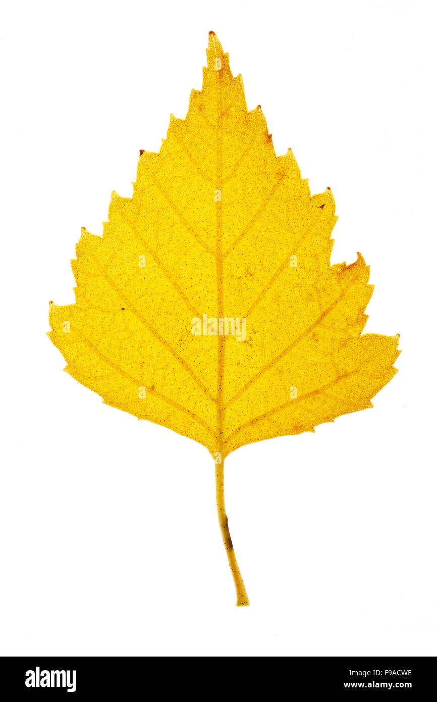 Silver birch leaf hi-res stock photography and images - Alamy