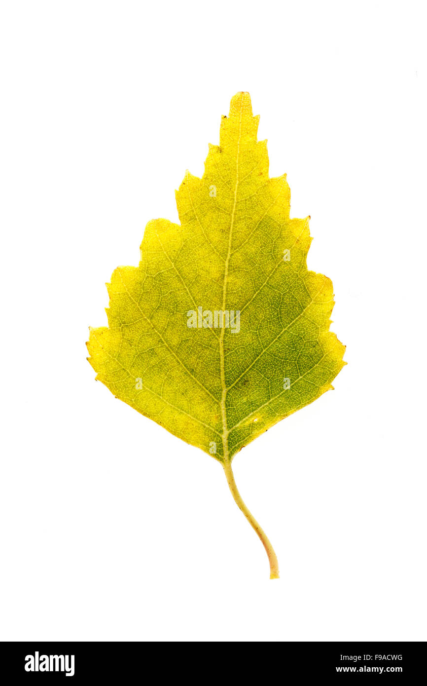 Silver birch leaf hi-res stock photography and images - Alamy