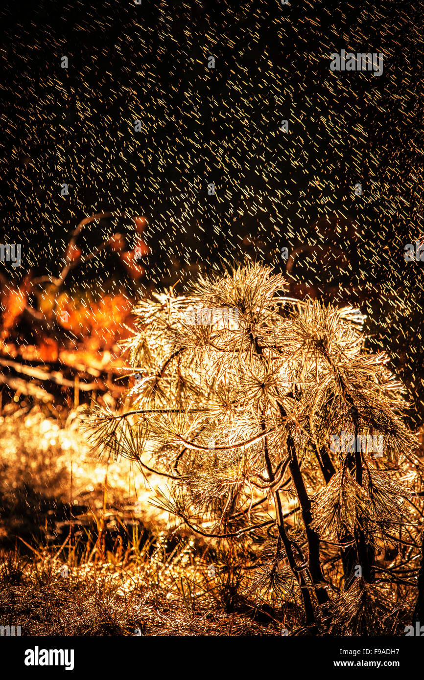 Freezing rain and a small frozen tree Stock Photo - Alamy