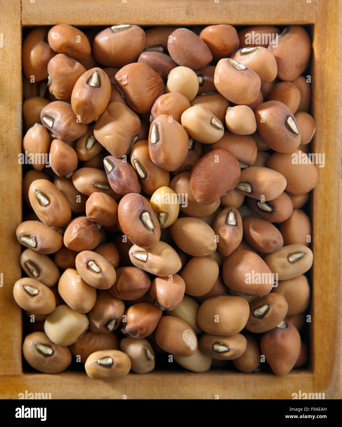 Nigerian beans hi-res stock photography and images - Alamy