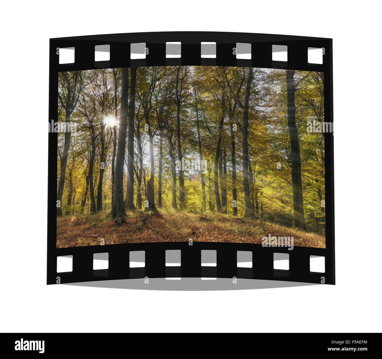 See the forest through the trees Cut Out Stock Images & Pictures - Alamy