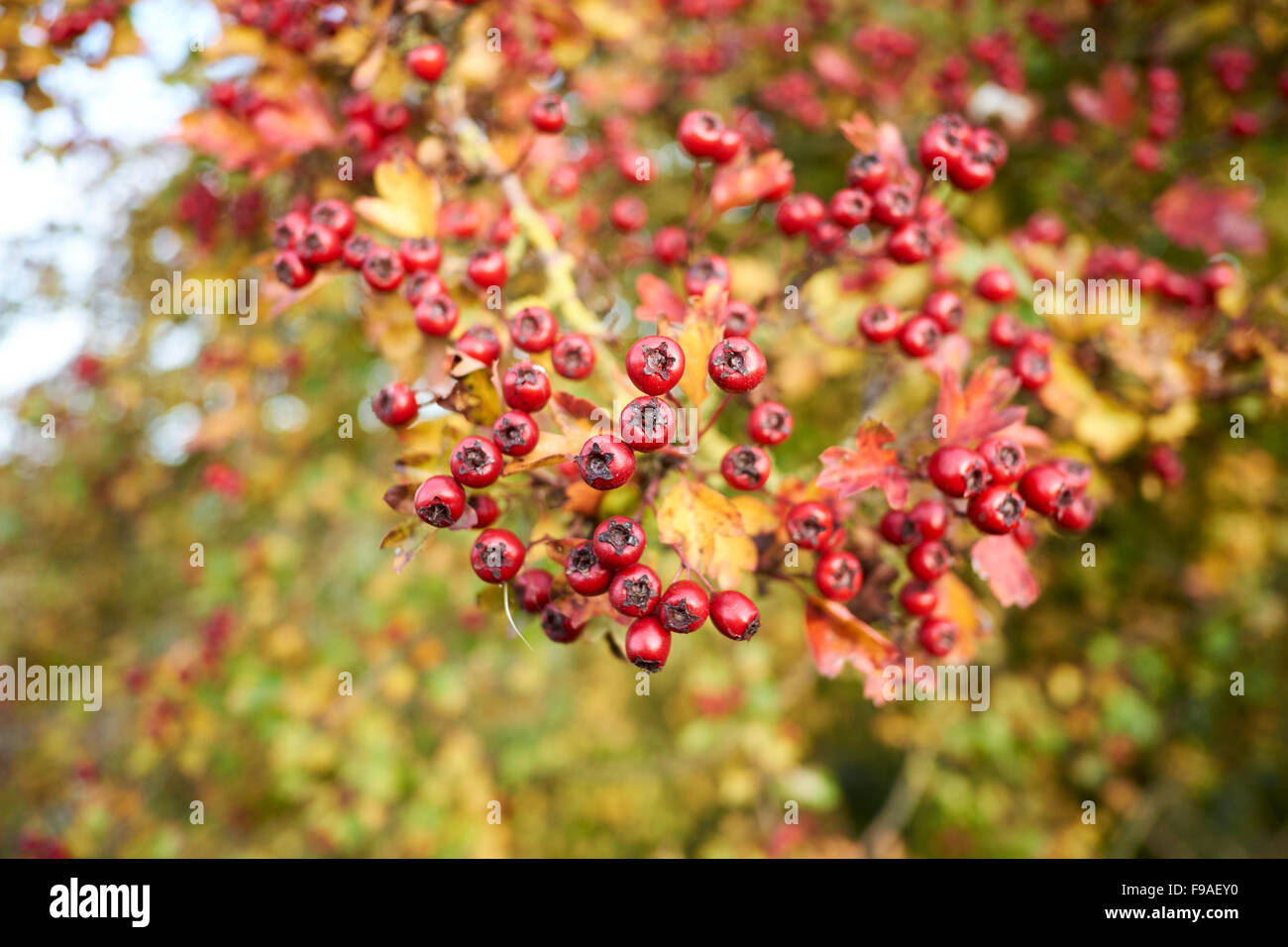Hawthorn (Crategus monogyna) shrub with ripe red fruit and golden ...