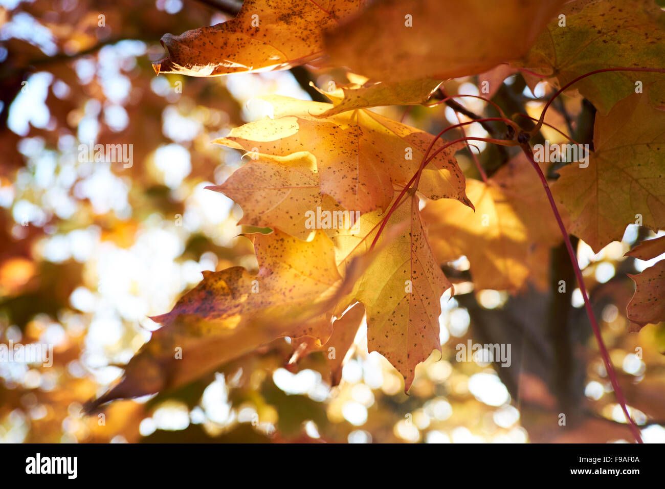Field Maple (Acer campestre) turning Autumn leaves Stock Photo - Alamy