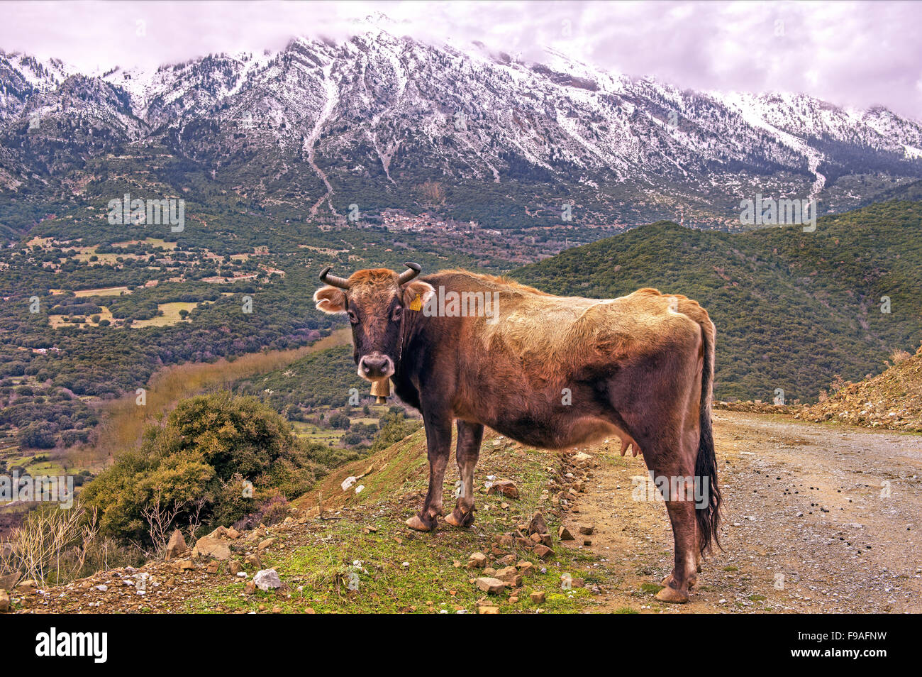 A domestic cow posing on the background of Vardousia mountain situated ...