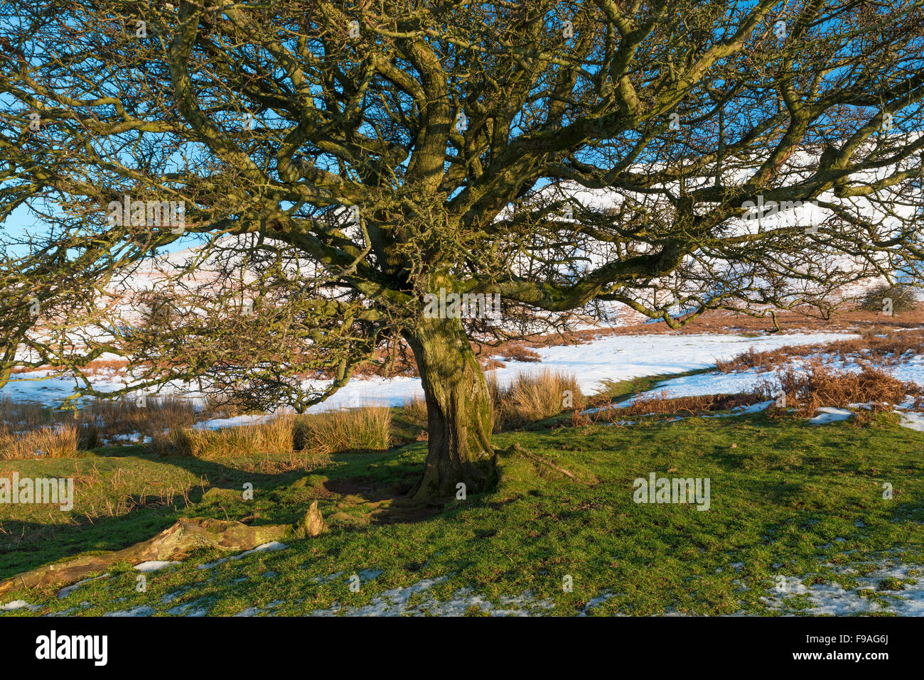 Hawthorn Tree in the winter Stock Photo - Alamy