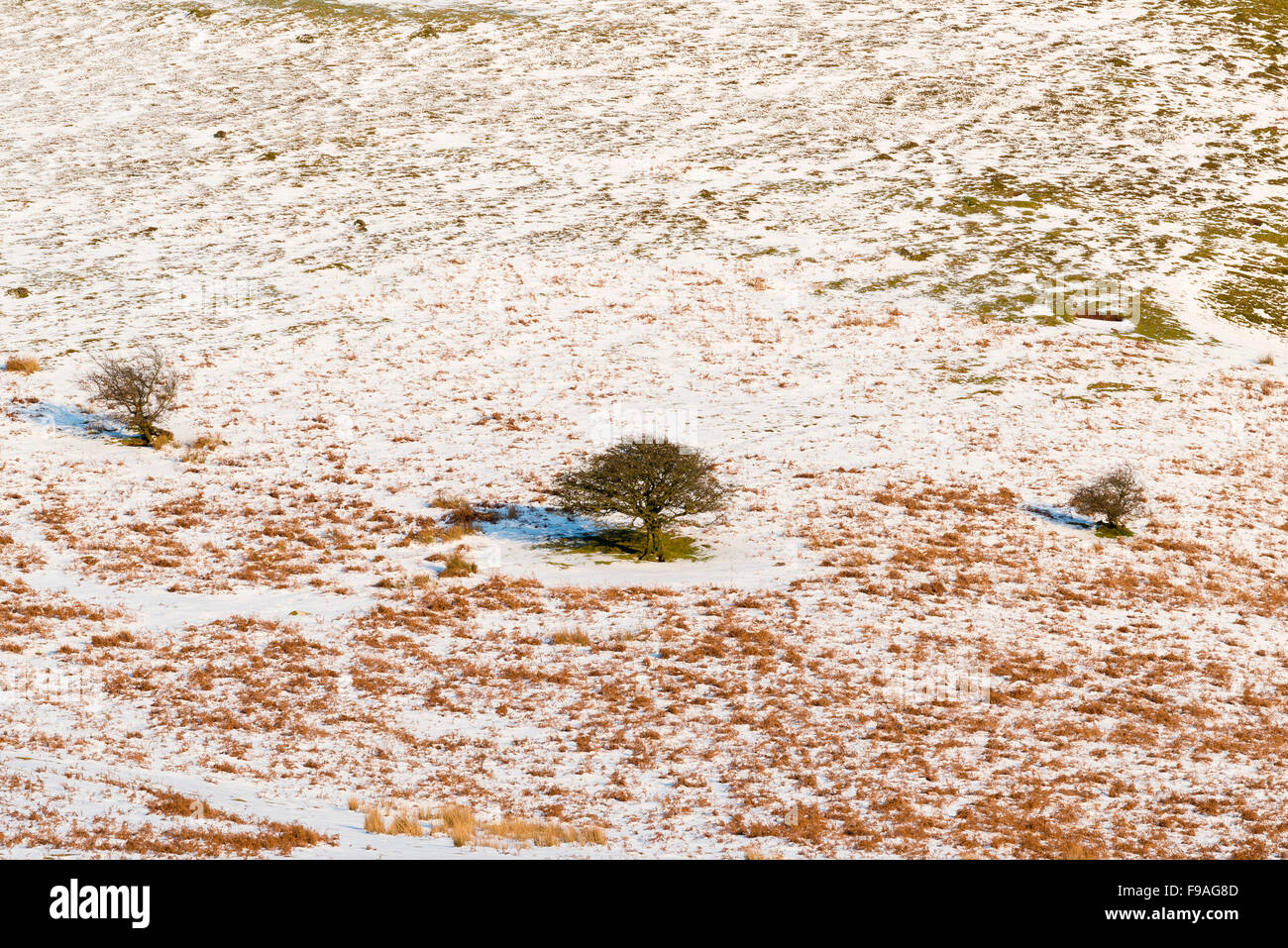 Hawthorn Tree in the winter Stock Photo - Alamy