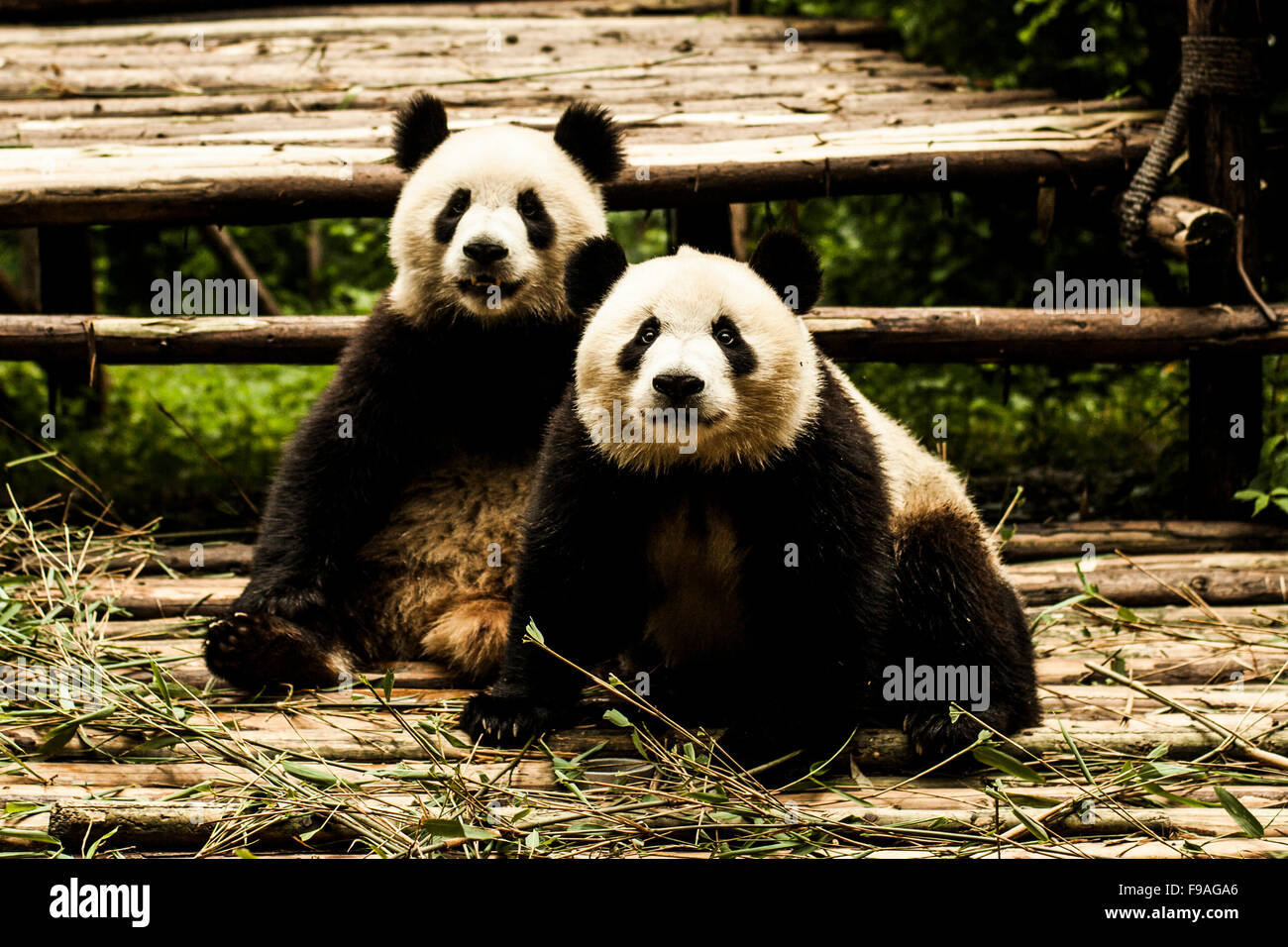 Panda bears in Chengdu, China Stock Photo - Alamy