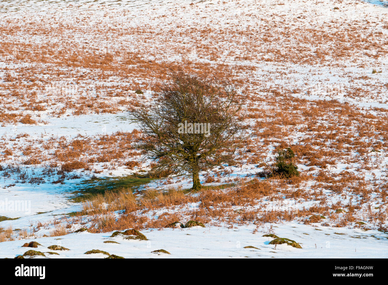 Winter hawthorn tree hi-res stock photography and images - Alamy