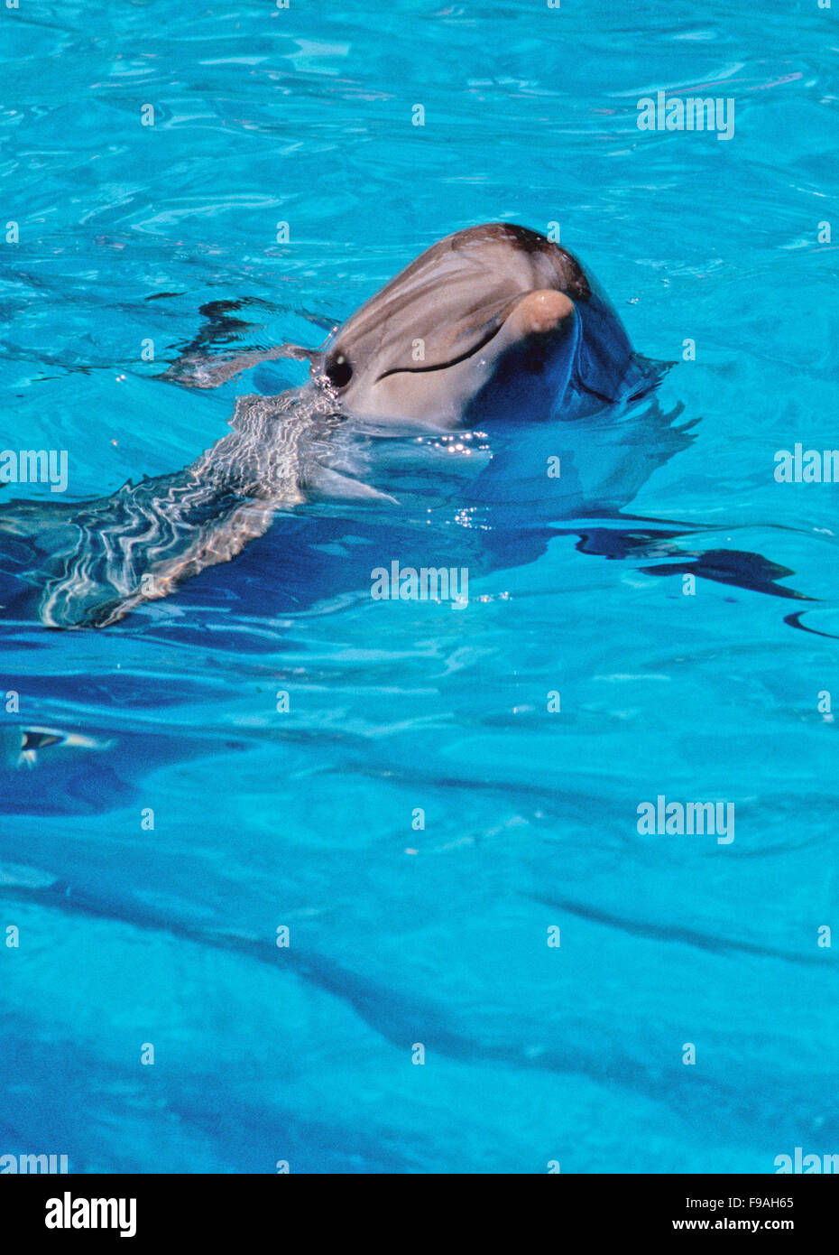 Bottlenose dolphins, the genus Tursiops, are the most common and well ...