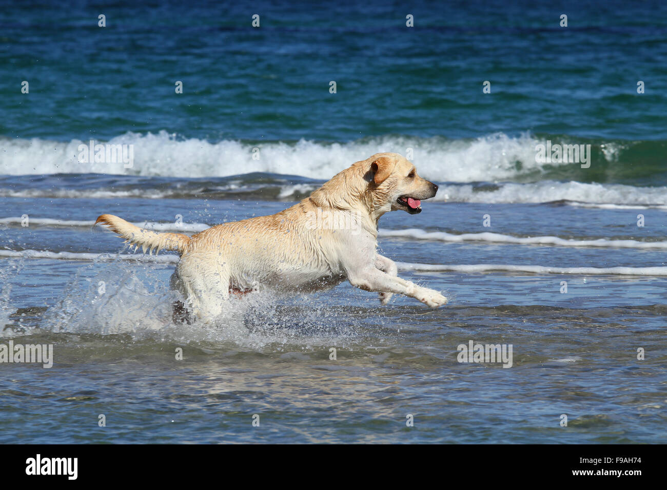 Pedigree golden labrador swimming hi-res stock photography and images ...