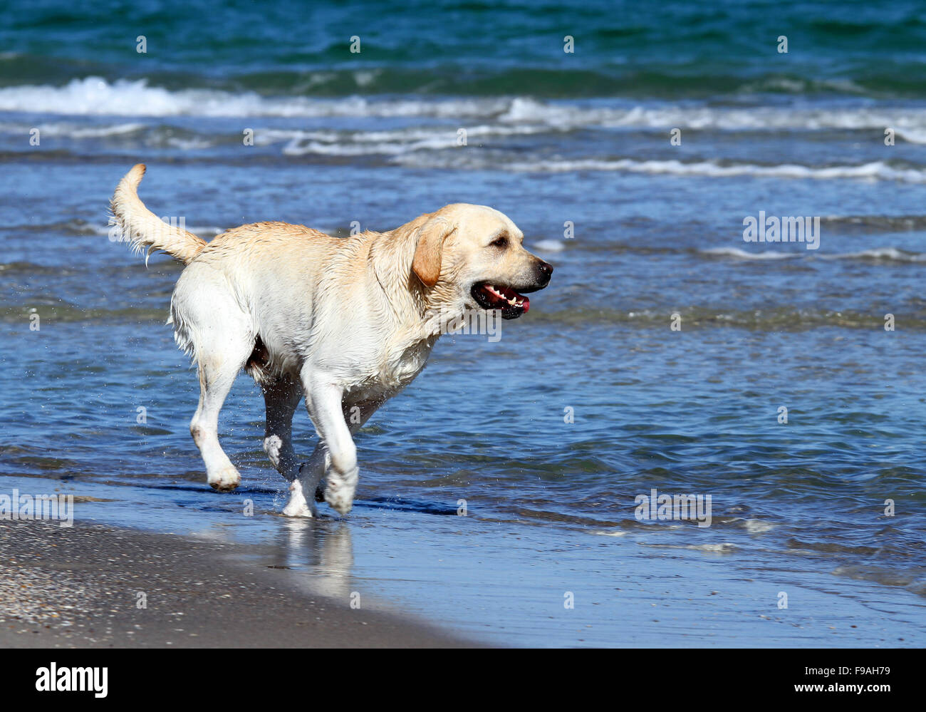 a nice yellow labrador swimming in the sea Stock Photo - Alamy
