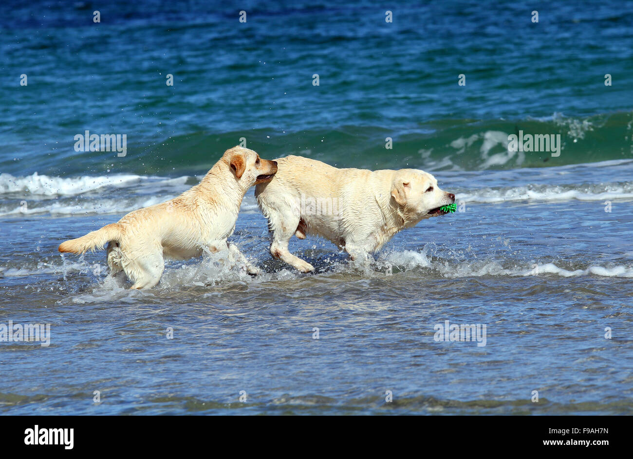 the nice young yellow labradors at the sea Stock Photo - Alamy