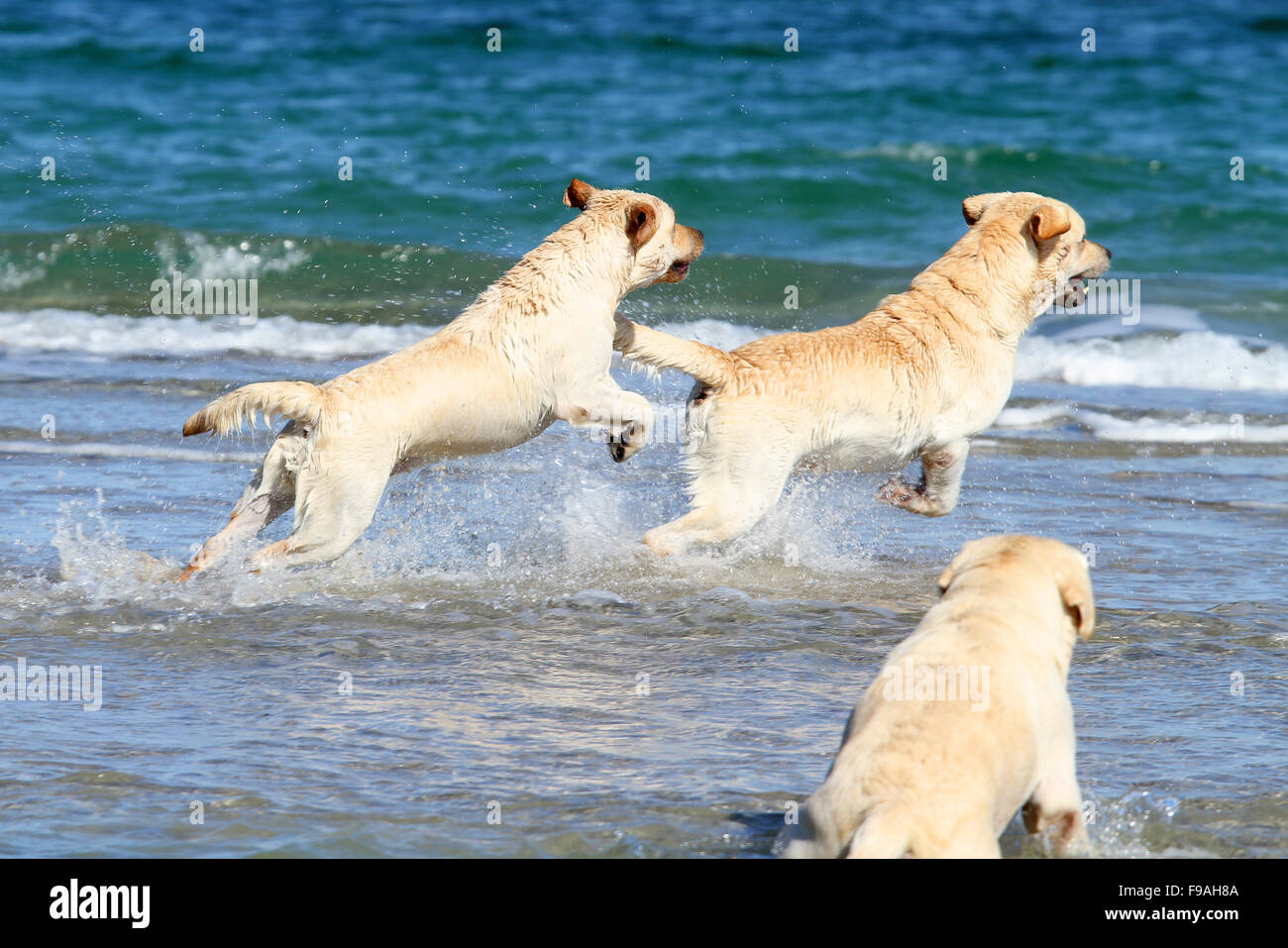 three young yellow labradors at the sea Stock Photo - Alamy