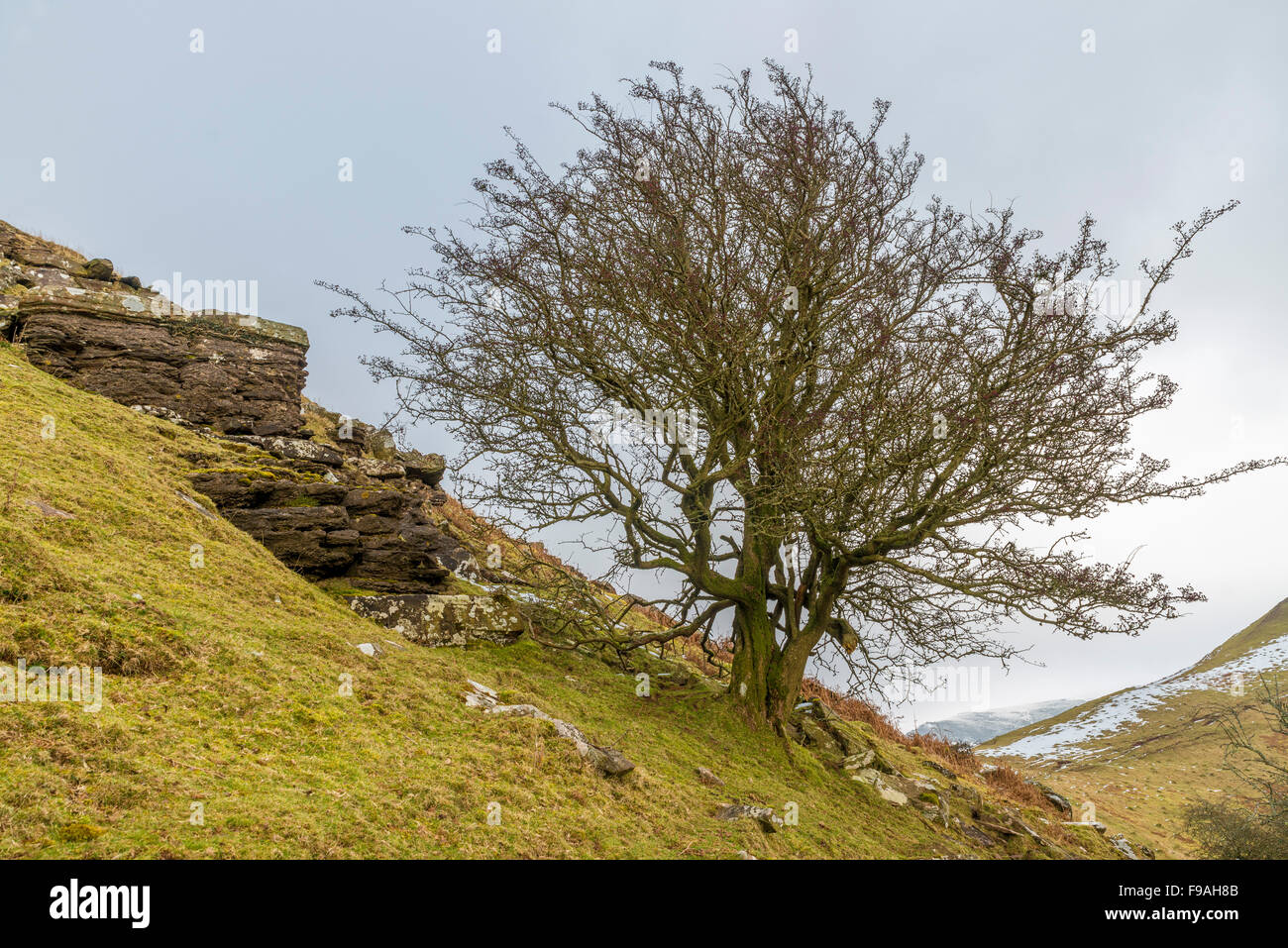 Hawthorn Tree in the winter Stock Photo - Alamy