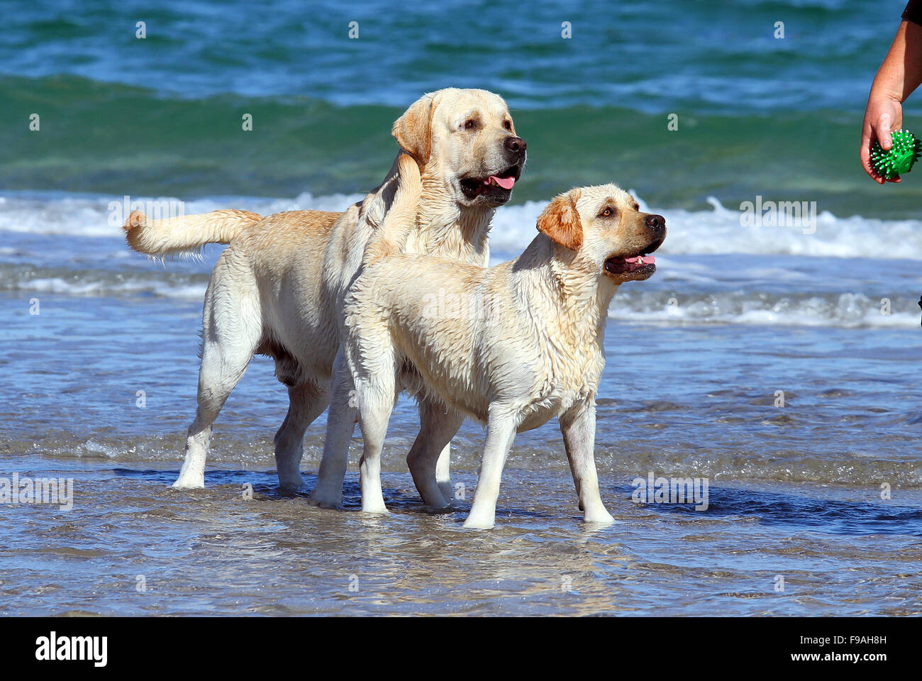 two young yellow labradors at the sea with a ball Stock Photo - Alamy