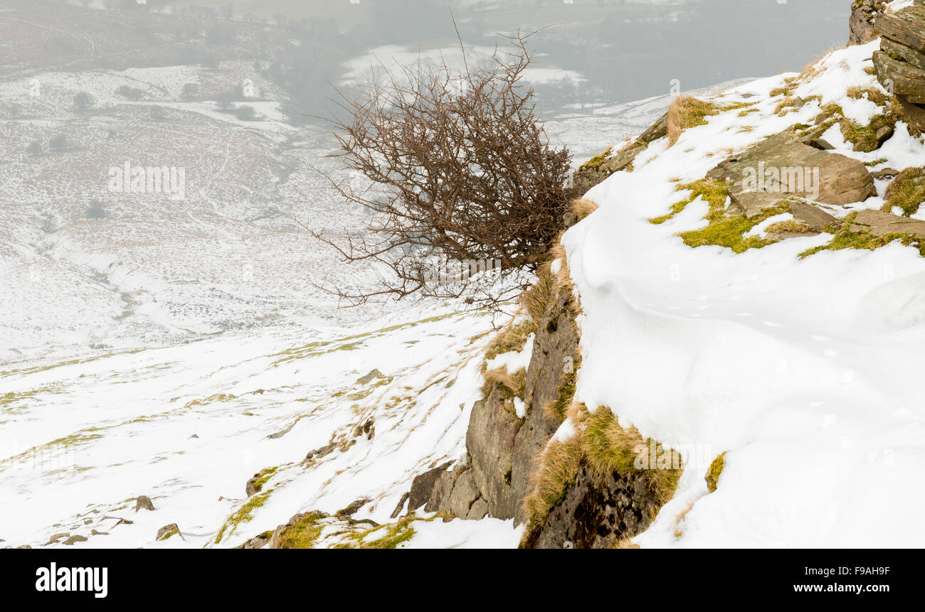 Hawthorn Tree in the winter Stock Photo - Alamy