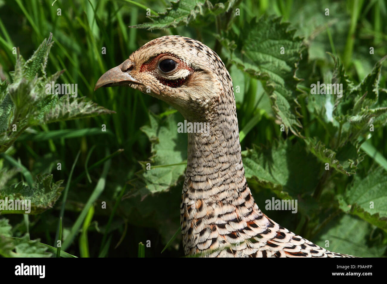 Male female pheasant phasianus hi-res stock photography and images - Alamy