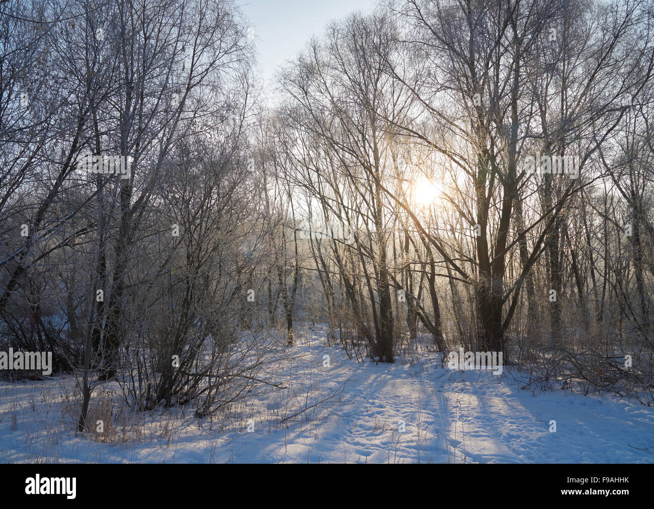 Sun shines through the branches of the trees in winter forest Stock ...