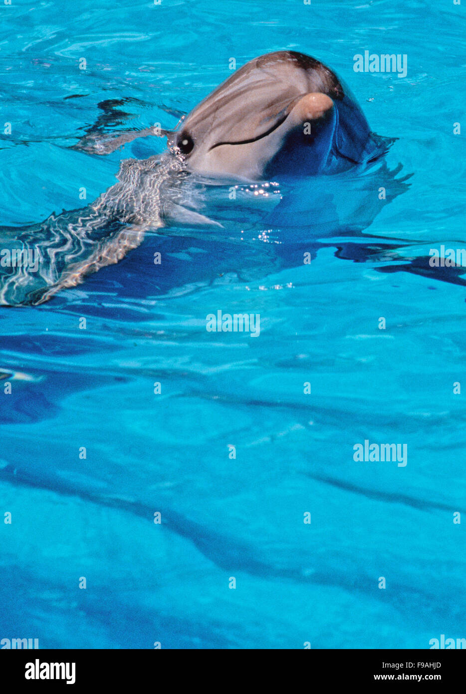 Bottlenose dolphins genus tursiops common hi-res stock photography and ...