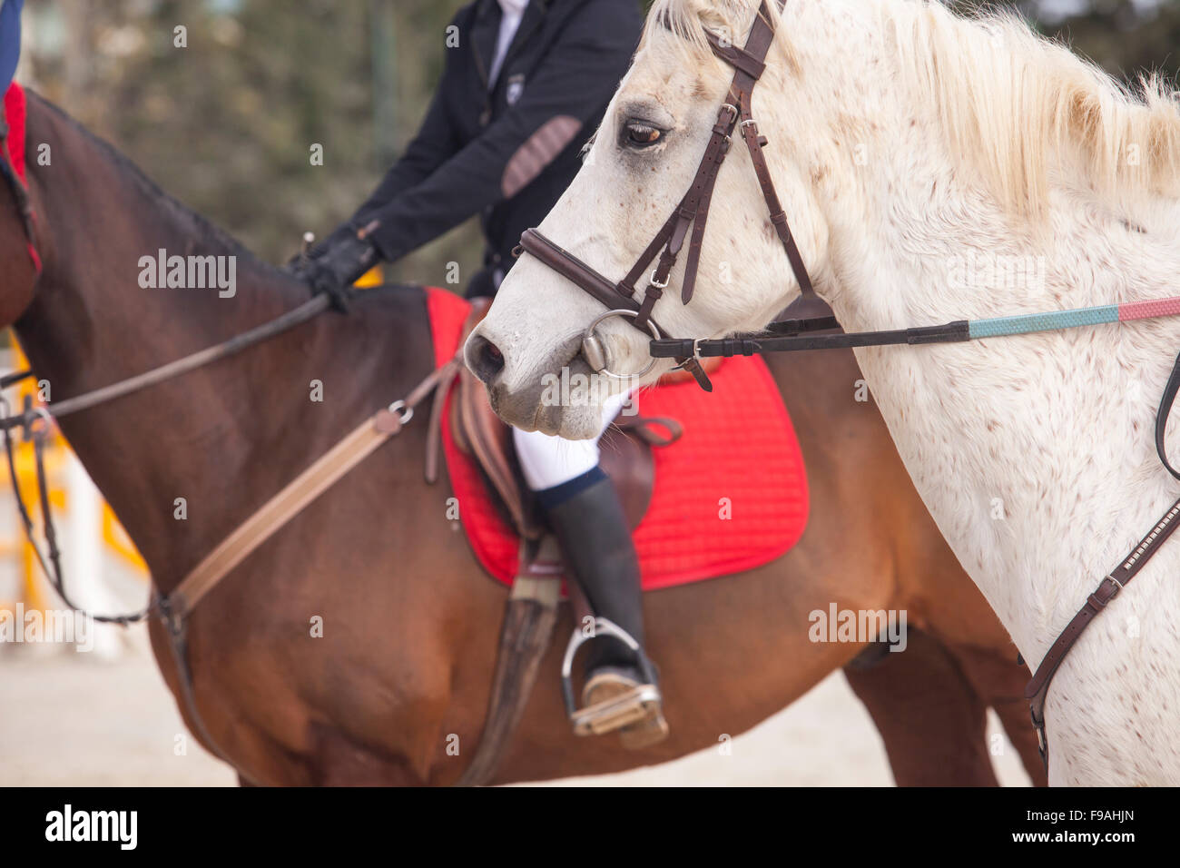 Young riders during prize giving ceremony at jumping competition Stock ...