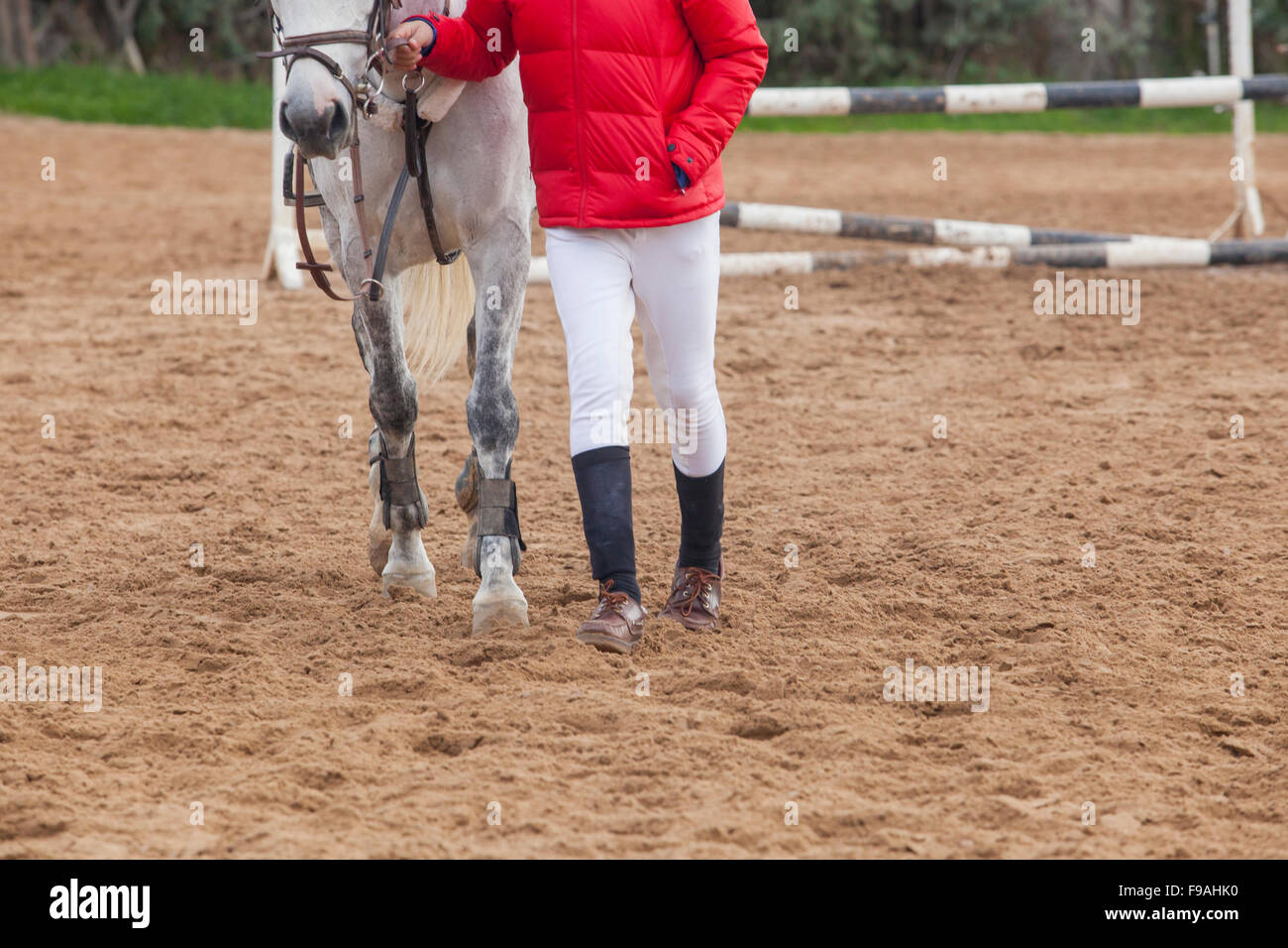 Young rider walking with the horse taken by the reins at horse jumping ...