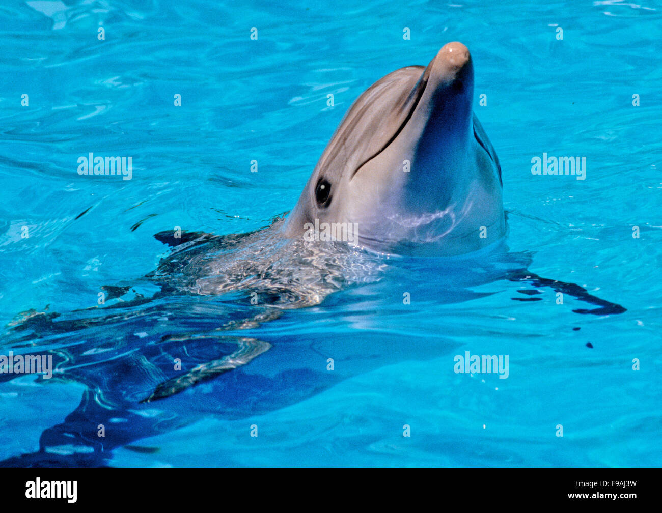 Bottlenose dolphins, the genus Tursiops, are the most common and well ...