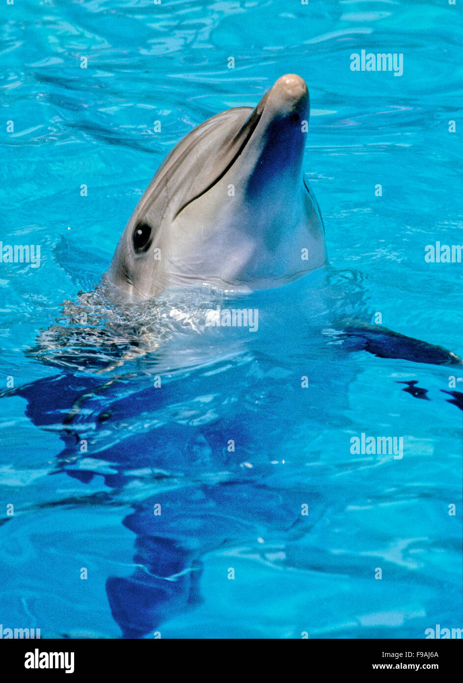 Bottlenose dolphins, the genus Tursiops, are the most common and well ...