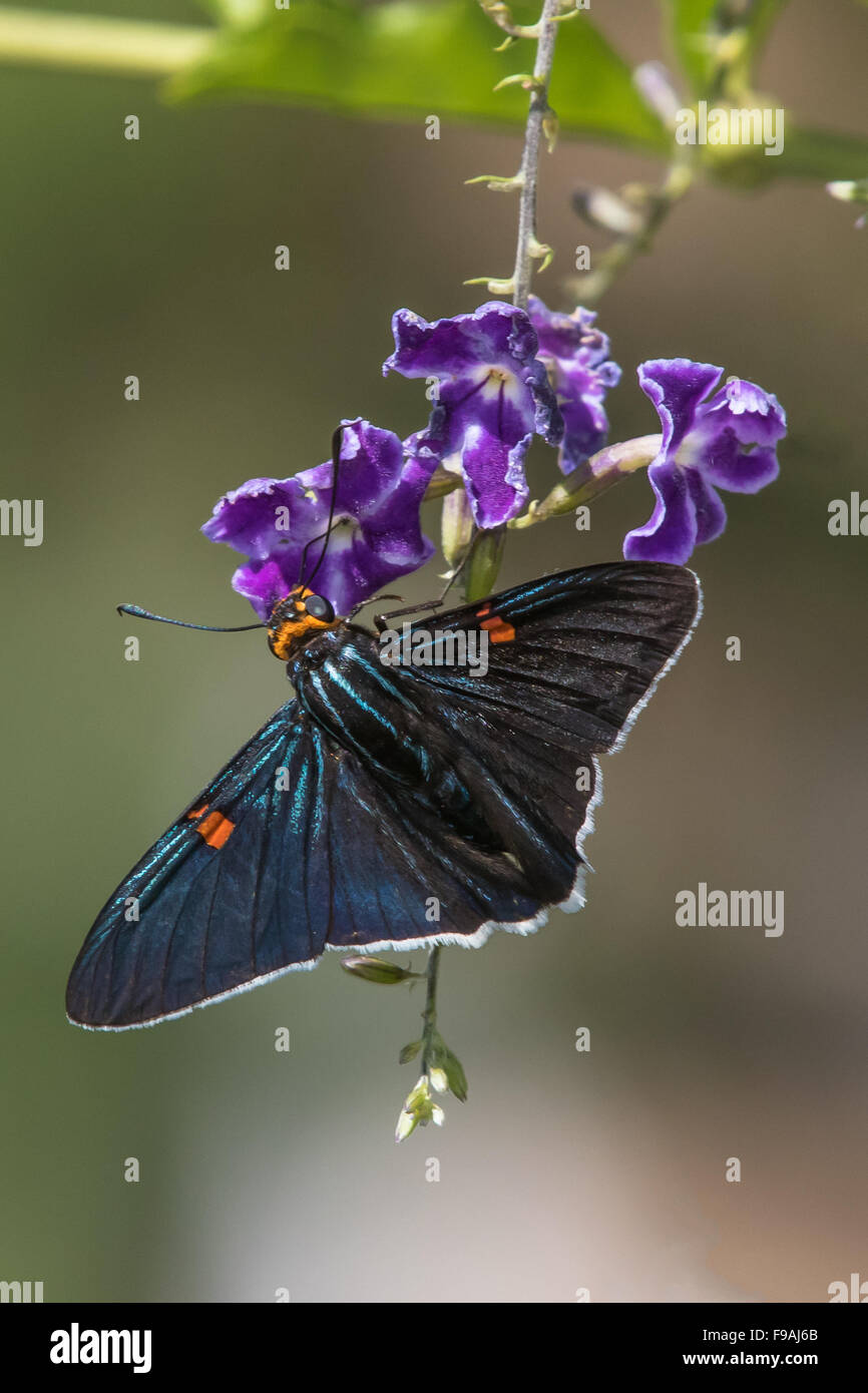 Guava Skipper, Phocides polybius, feeding on purple Duranta flowers ...