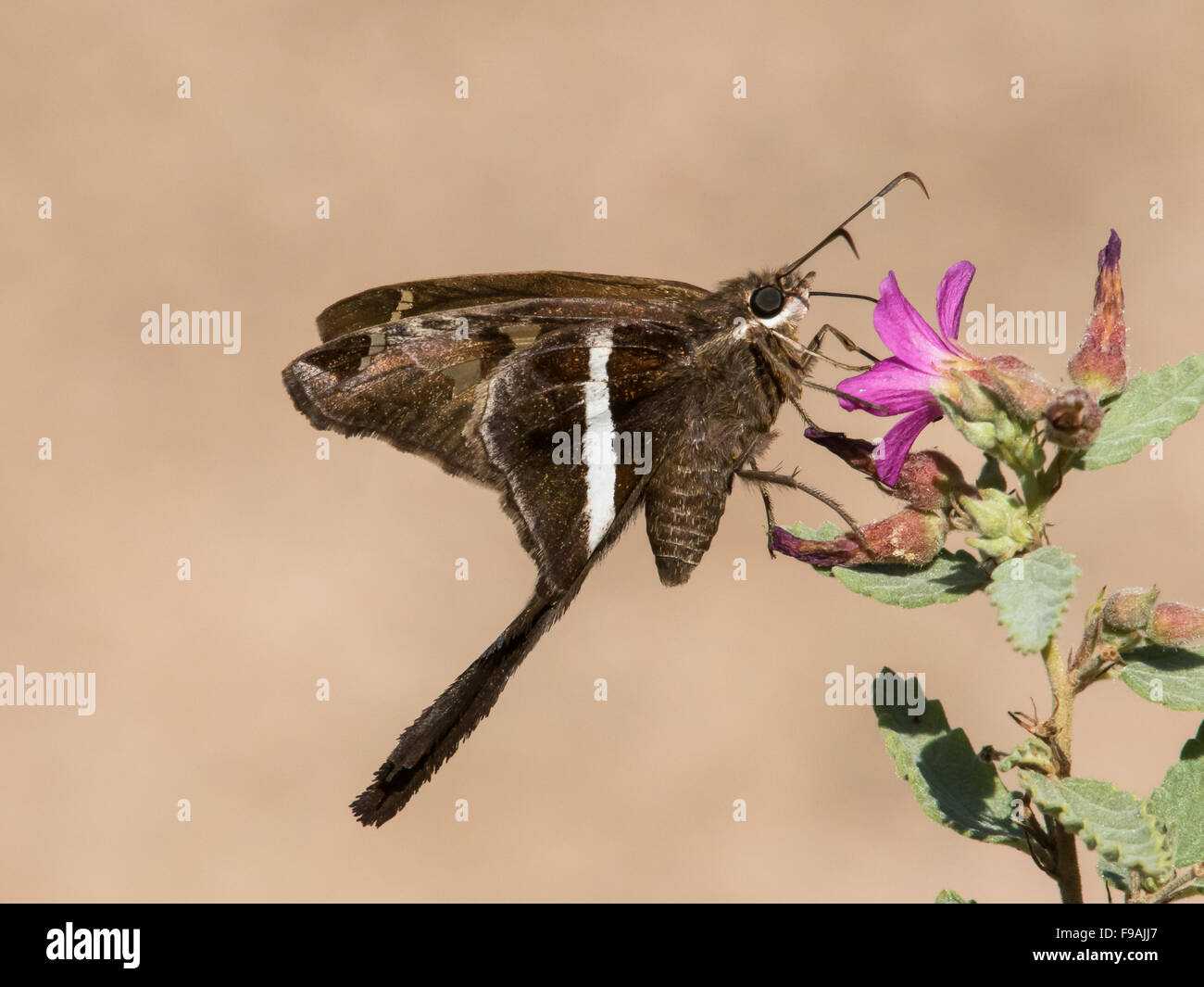 White-striped Longtail, Chioides albofasciatus, on Pyramid Bush ...