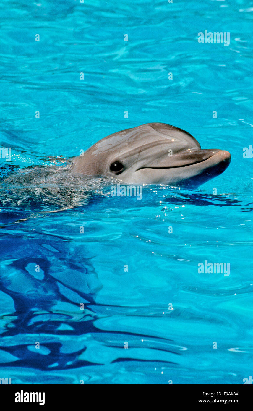 Bottlenose dolphins genus tursiops common hi-res stock photography and ...