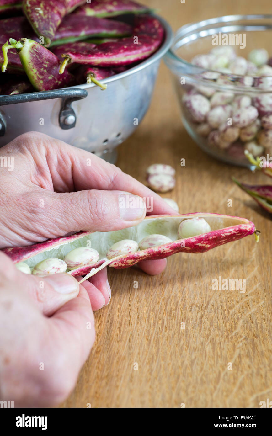 Freshly podded beans hi-res stock photography and images - Alamy